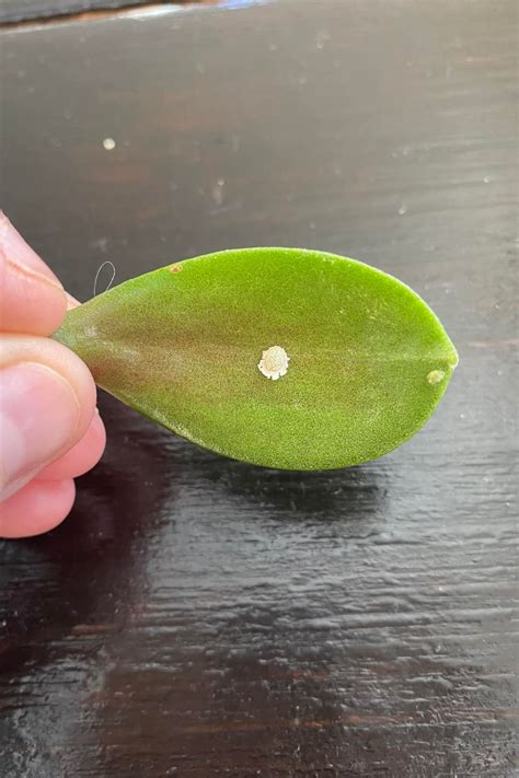 How To Get Rid Of Mealybugs On Your Houseplants Garden For Indoor