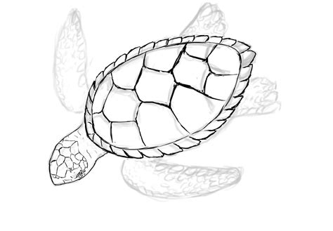 The Perfect Sea Turtle Drawing Easy DIARY DRAWING IMAGES