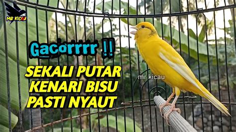 Kenari Gacor Lagu Enak YouTube