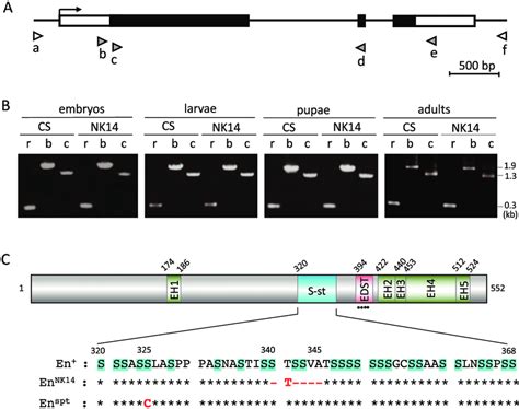 Structure Of En Its Transcripts And En A Structure Of The En Gene Download Scientific