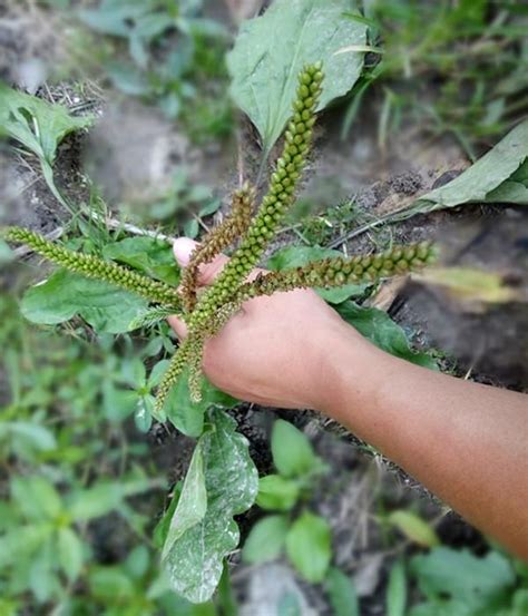 農村隨處可見的車前草，它的功效可大著了 每日頭條