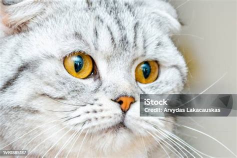 귀여운 푹신한 회색 아름 다운 고양이 스코틀랜드 배 Breedcloseup 초상화입니다 0명에 대한 스톡 사진 및 기타 이미지 Istock