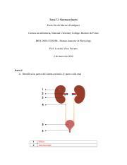 Understanding The Urinary System Anatomy And Physiology Course Hero