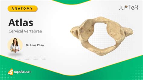 Cervical Vertebrae Atlas