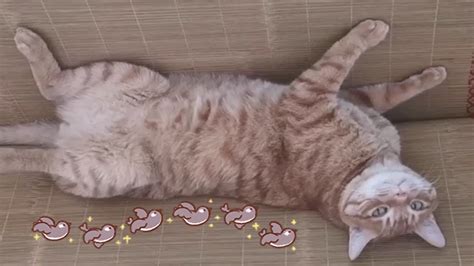 我知道！小猫咪翻肚皮就是想亲亲了！ Youtube