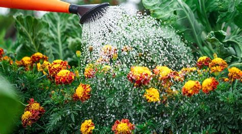 How To Plant Grow And Care For Marigold Flowers 2024