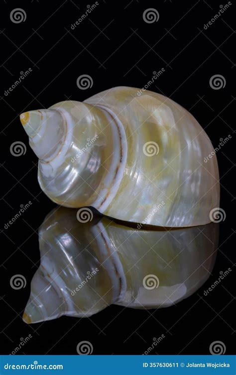 Single Pearly Sea Shell Of Turban Snail Also Known As Turbinidae
