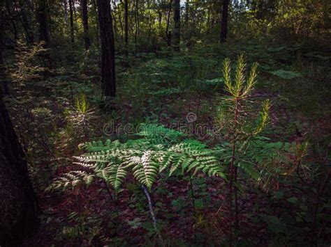 Mysterious And Beautiful Russian Forest In The Evening Stock Image