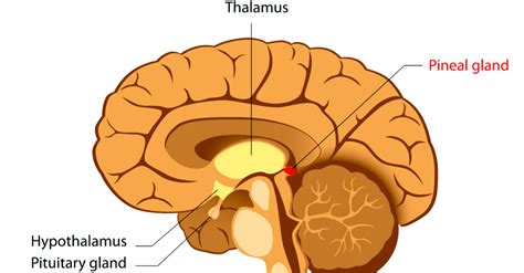 Struktur Kelenjar Pituitari Kelenjar Pineal Berperan Dalam Meregulasi