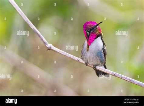 Bee Hummingbird Mellisuga Helenae Smallest Bird In The World Single