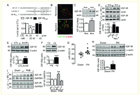 Mir 223 Targets Igf Ir And Regulates Its Signalling A Effects Of A