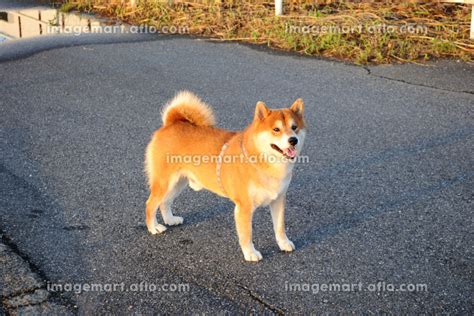 柴犬の写真素材 207790622 イメージマート