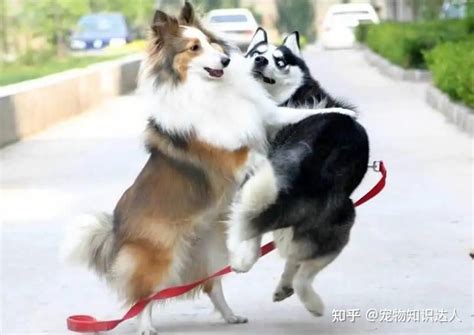 哈士奇、金毛犬、拉布拉多犬谁打架厉害？ 知乎