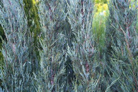 How To Grow And Care For Skyrocket Juniper Tree Juniperus Scopulorum