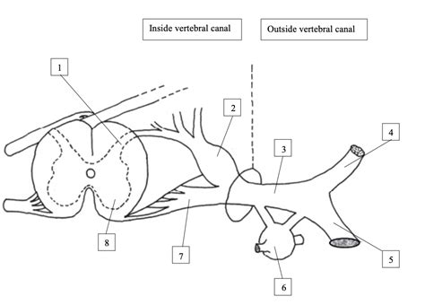 Spinal Nerve Diagram Quizlet