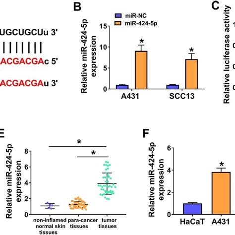 Circiffo1 Acted As A Sponge For Mir 424 5p A The Potential Binding