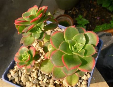 红缘莲花掌老桩图片 红缘莲花掌状态图 红缘莲花掌超大老桩 大山谷图库
