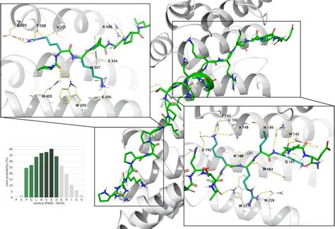 Predicted Binding Mode Of The Bcl11b Nls To Importin α1 And Specific
