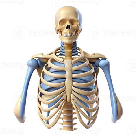 Humain Cage Thoracique Anatomie Illustration 55298270 PNG
