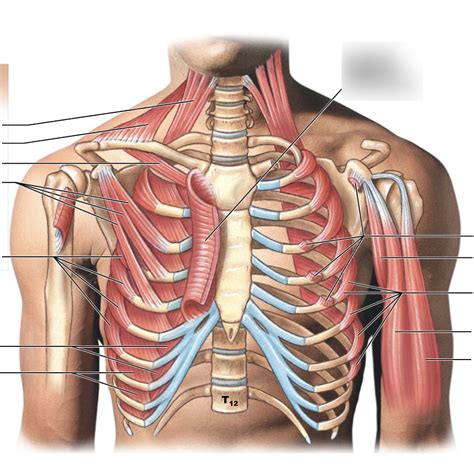 Anatomy Exam 2 Front Diagram Quizlet