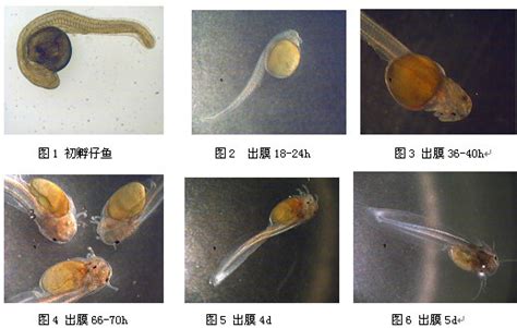 稚魚魚類生活史胚胎期仔魚期稚魚期幼魚期成魚期衰老期稚魚骨骼畸形稚中文百科全書