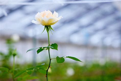 ガーデンで一面に咲き誇るバラが芳しく漂うローズの香り 青山フラワーマーケット花や緑とともに暮らす毎日を