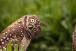 19 Intriguing Desert Birds You Need to Know - Wildlife Explained