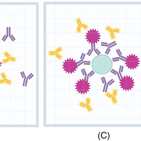 Single Antigen Bead Assay A A Luminex Bead Coated With Multiple Download Scientific Diagram