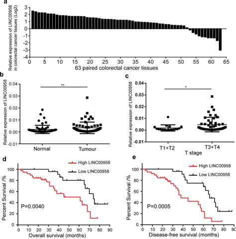 Long Noncoding Rna Linc00958 Suppresses Apoptosis And Radiosensitivity