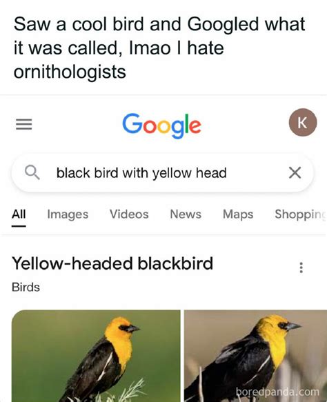 39 Giggle Worthy Memes Where Birds Took Center Stage Bored Panda