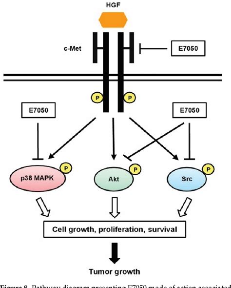 Figure 1 From Blockade Of C Met Mediated Signaling Pathways By E7050 Suppresses Growth And