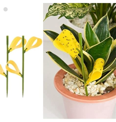 노랑 초파리 끈끈이 10세트 티몬