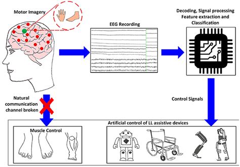 Frontiers Eeg Based Bci Control Schemes For Lower Limb Assistive Robots