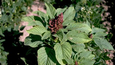 10 Toxic Pasture Weeds To Watch For