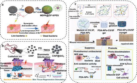 Figure 1 From Recent Development Of Polydopamine Anti Bacterial Nanomaterials Semantic Scholar