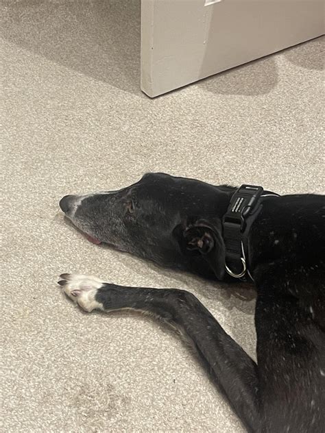 Zzzzzzzzzzzzzzzzzzzzzzzzzzzzzzzzzzzzzzzzzzzz R Greyhounds