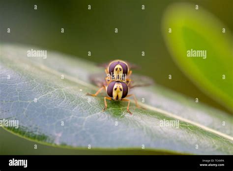 Aphids Mating Hi Res Stock Photography And Images Alamy