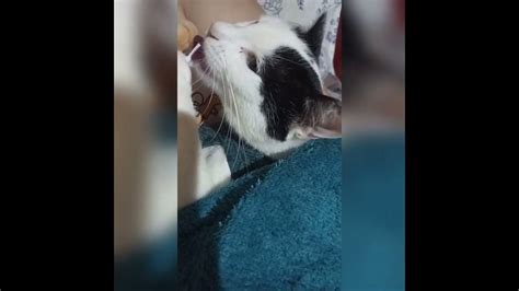 Gata Chupando Pirulito 🍭 Gata Pirulito Shortsviral Youtube