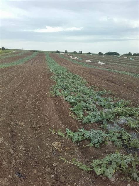 Зеленчукова борса Варна Added A Зеленчукова борса Варна