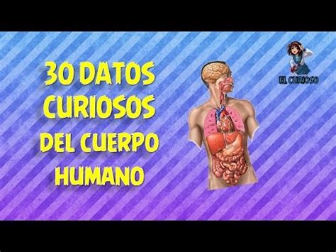 30 DATOS CURIOSOS DEL CUERPO HUMANO Curiosidades Datos Curiosos Cuerpo Humano YouTube