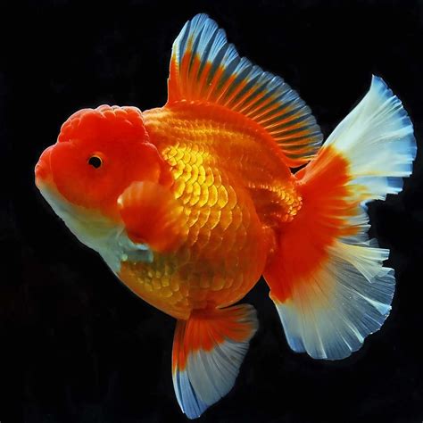 【金魚王子】レッドローズテールオランダ 13cm± 金魚王子