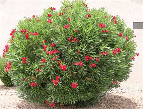 Red Oleander Tree