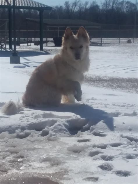 My Chowski Douglas Loving The Snow Aww