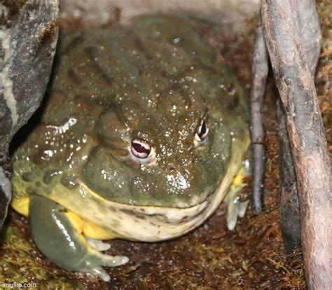 Beeg Froggy Imgflip