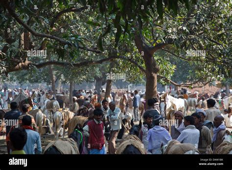 Horses For Sale At Cattle Fair At Sonepur Mela Bihar India Stock