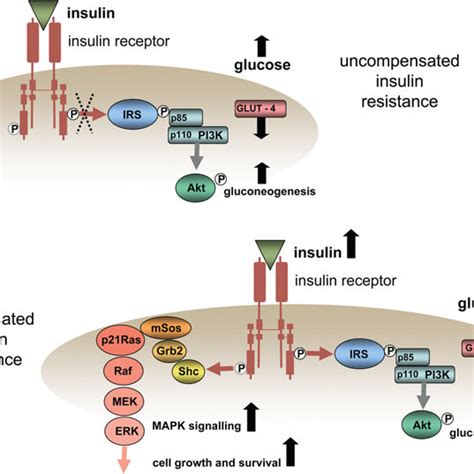 Pdf Insulin Resistance And Hyperinsulinemia In The Development And