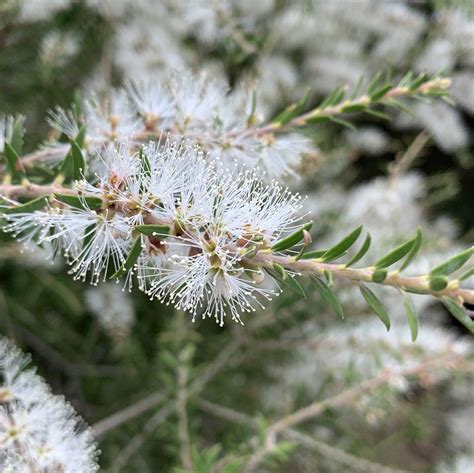 Plant Moonah Barwon Bluff