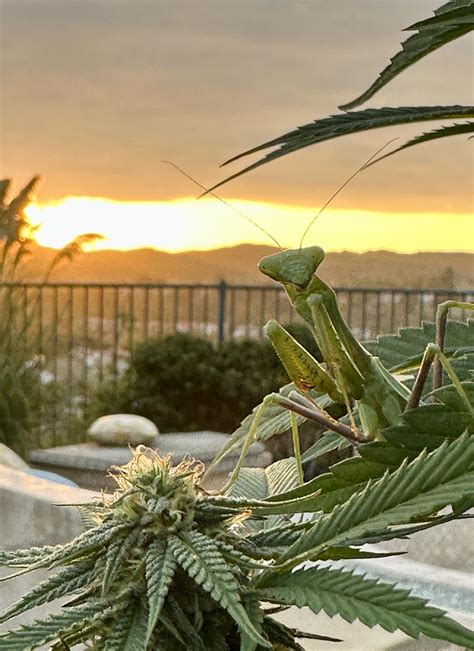 The Bug Exterminator Rhardimages