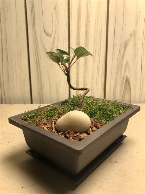Bartlett Pear Seedling