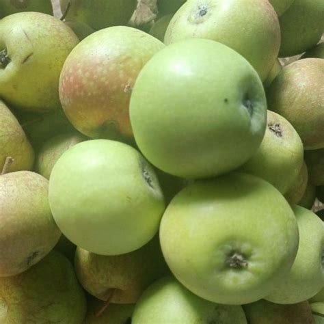 Jual Diamond Promo ️ Buah Apel Termurah Manalagiapel Malang Fress 1kg